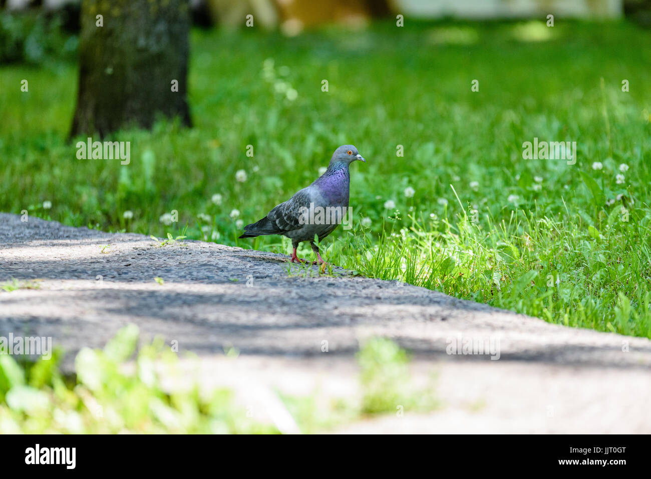 Grey Pidgeon/ Pidgin sat on a street with trees in the background Stock ...