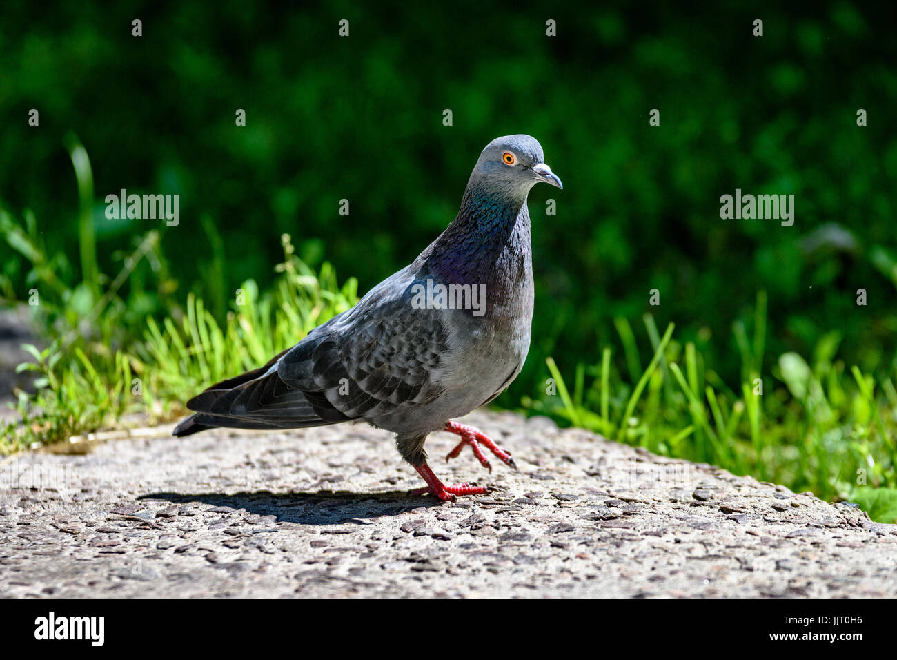 Grey Pidgeon/ Pidgin sat on a street with trees in the background Stock ...