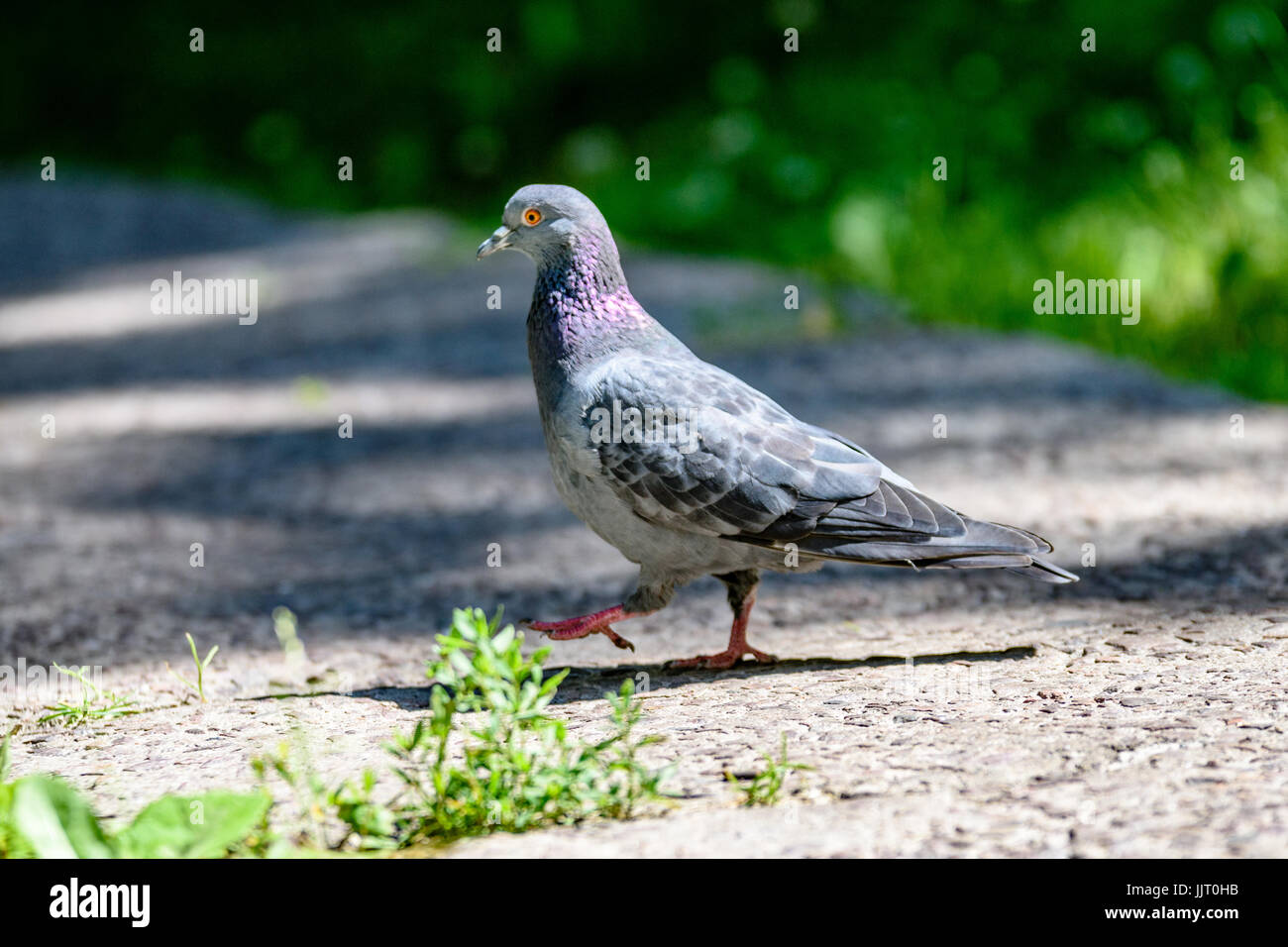 Grey Pidgeon/ Pidgin sat on a street with trees in the background Stock ...