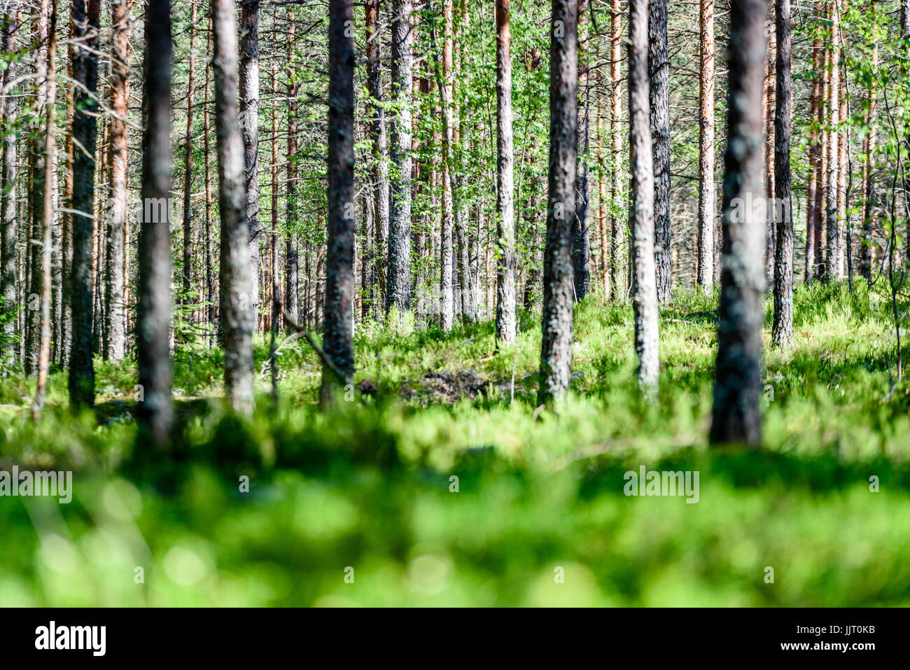 forest trees. nature green wood sunlight backgrounds Stock Photo - Alamy