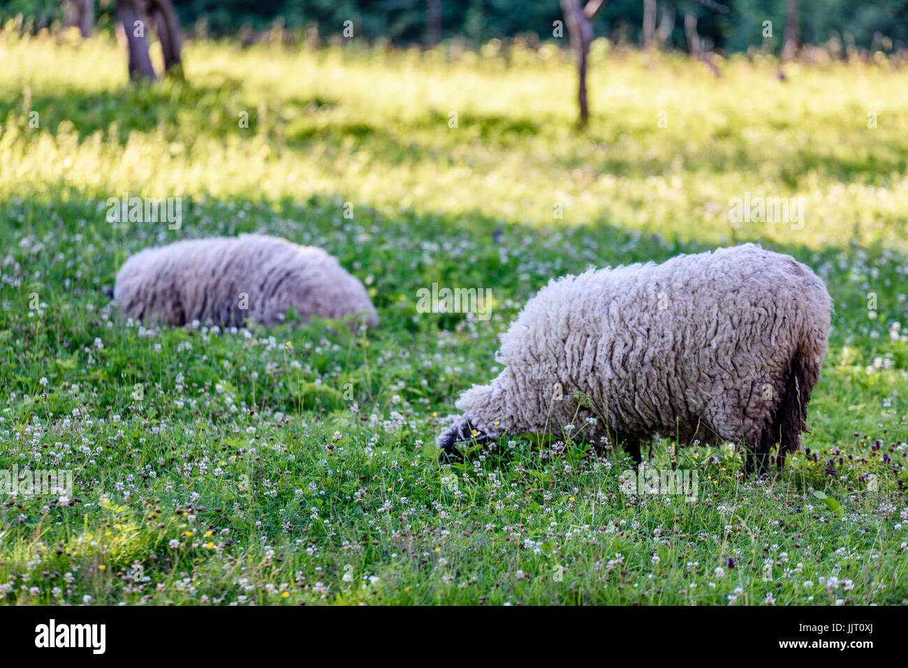 domestic sheep in countryside environment in summer Stock Photo - Alamy