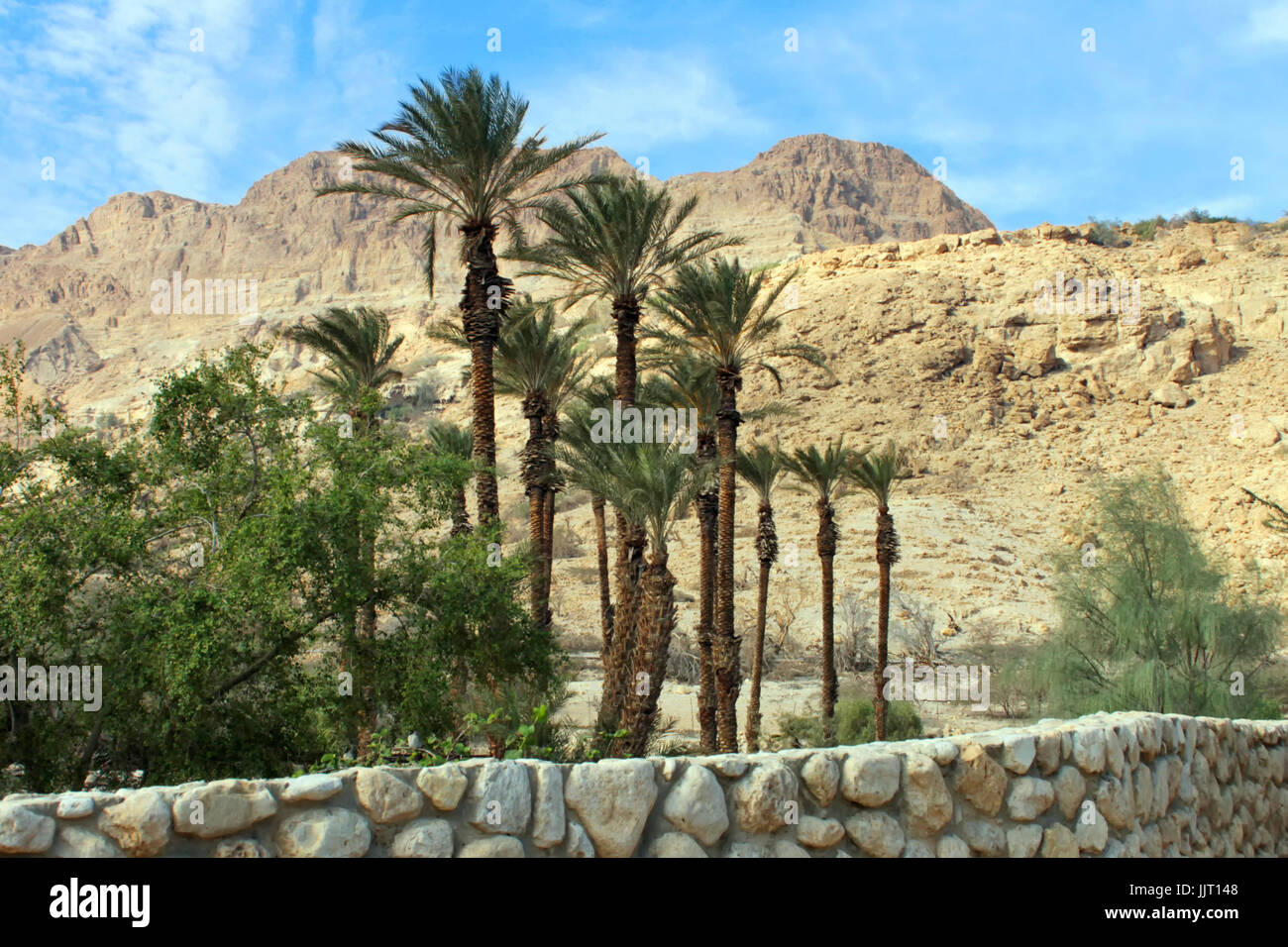 Middle east desert palm tree hi-res stock photography and images - Alamy