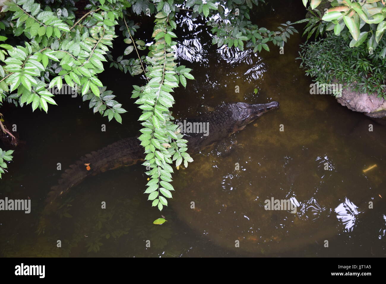 Jungle danger hi-res stock photography and images - Alamy