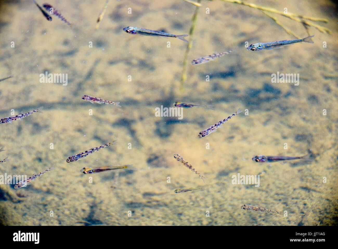 Amber trout hi-res stock photography and images - Alamy