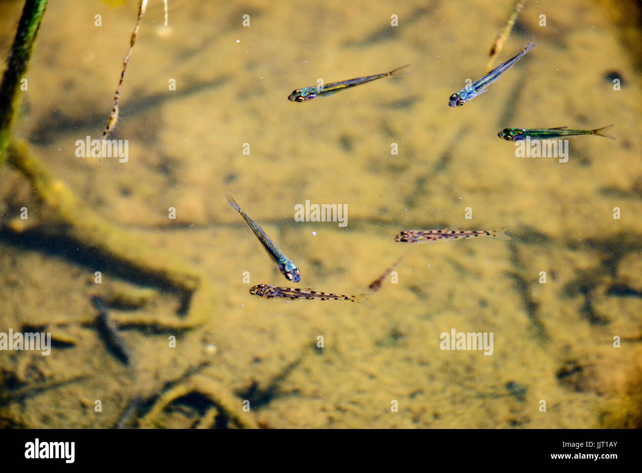 Amber trout hi-res stock photography and images - Alamy