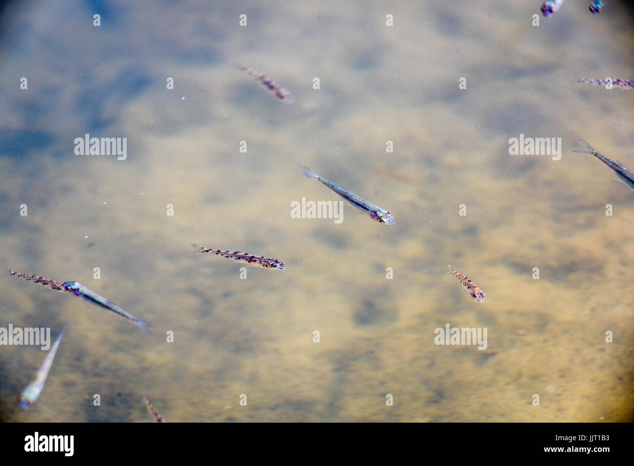 Amber trout hi-res stock photography and images - Alamy