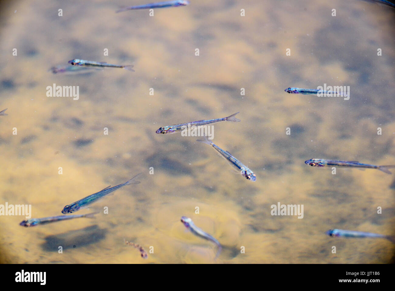 Amber trout hi-res stock photography and images - Alamy