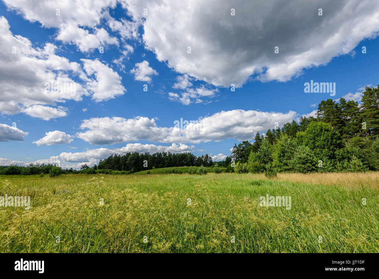 sunny meadow with flowers and green grass in summer at countryside and ...