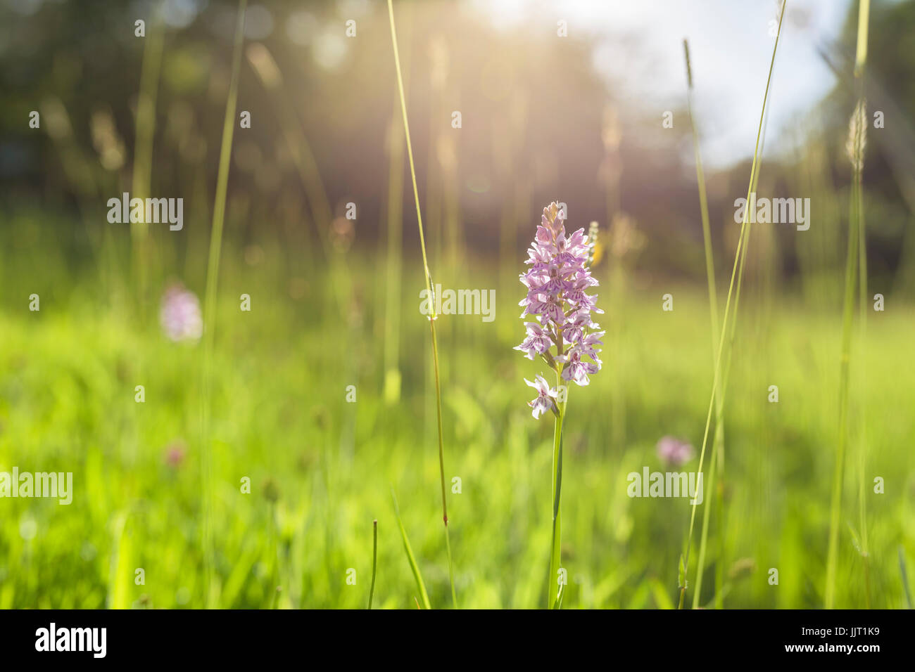 Wild flowers growing in summer meadow hi-res stock photography and ...