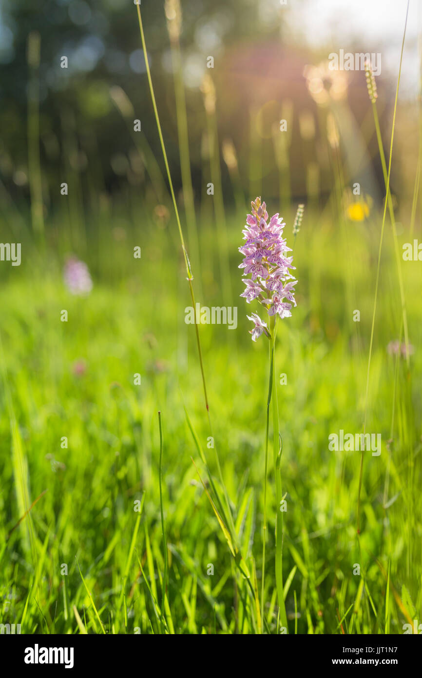 Wild flowers growing in summer meadow hi-res stock photography and ...