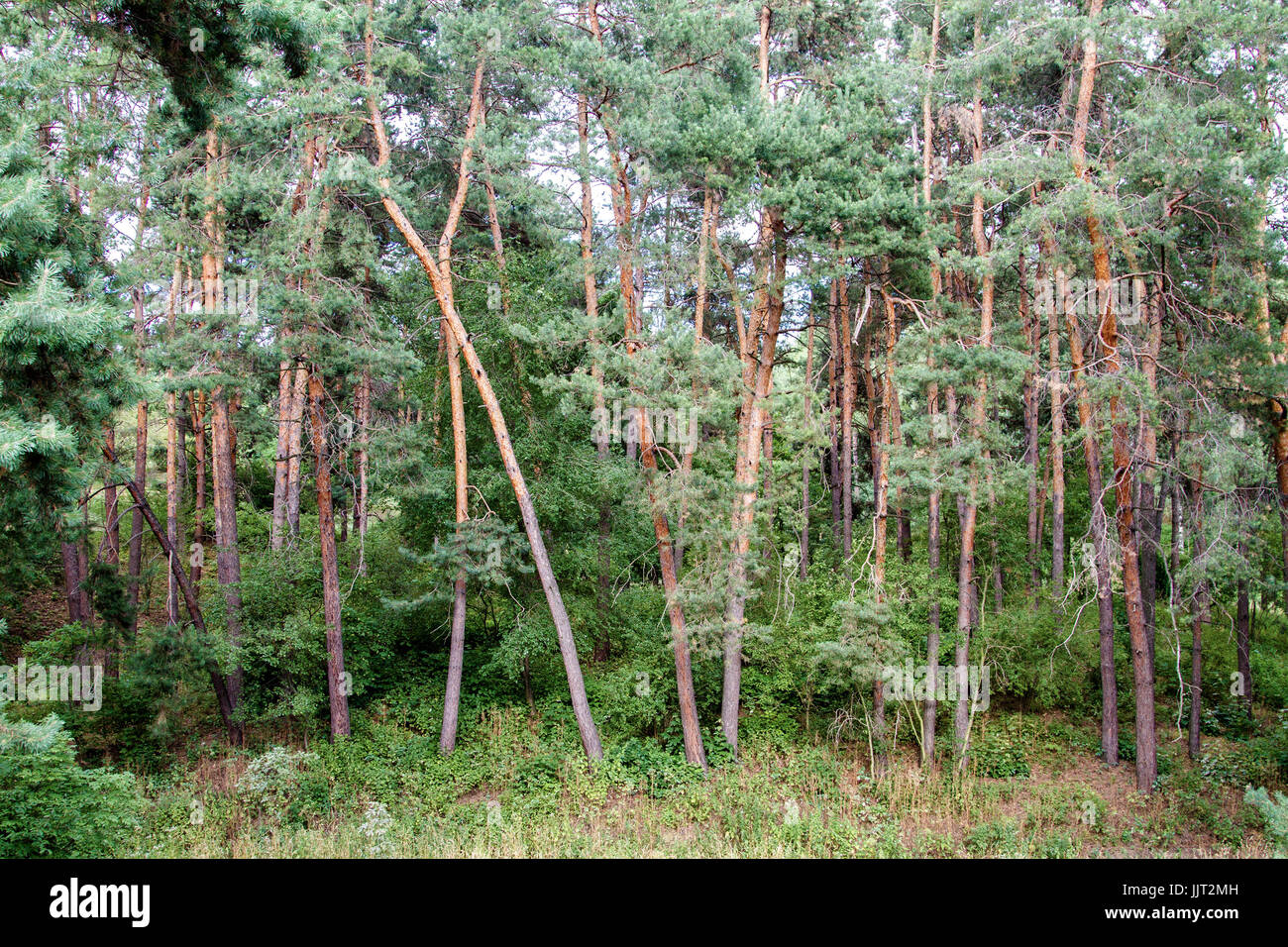 Image of big green trees in a pine forest Stock Photo - Alamy