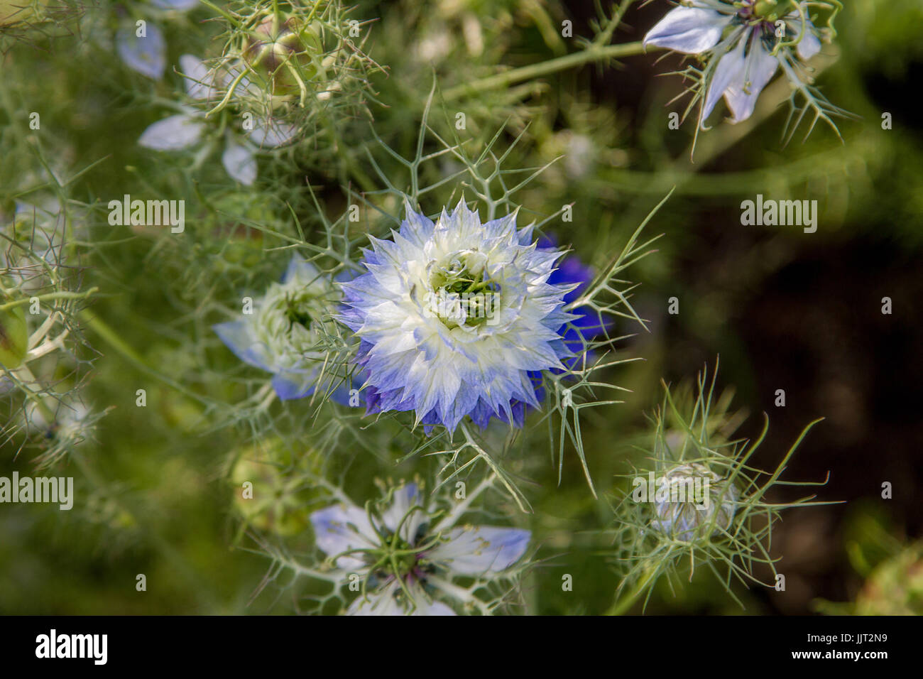 Image of a beautiful blue-white prickly flower Stock Photo - Alamy
