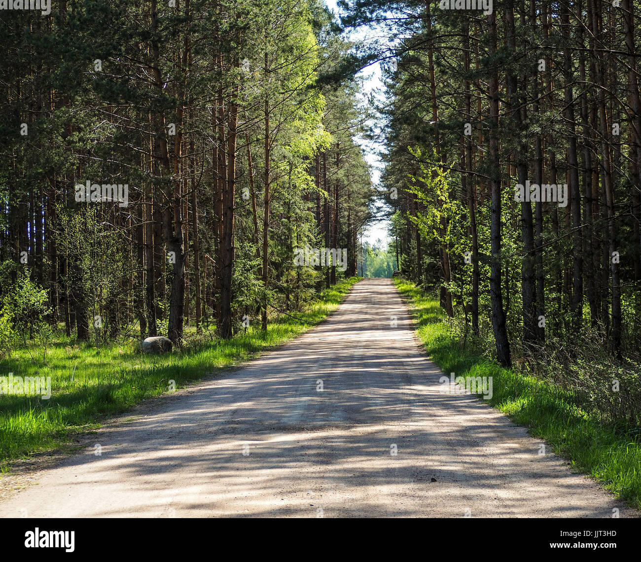 Small road leading through the forest Stock Photo - Alamy