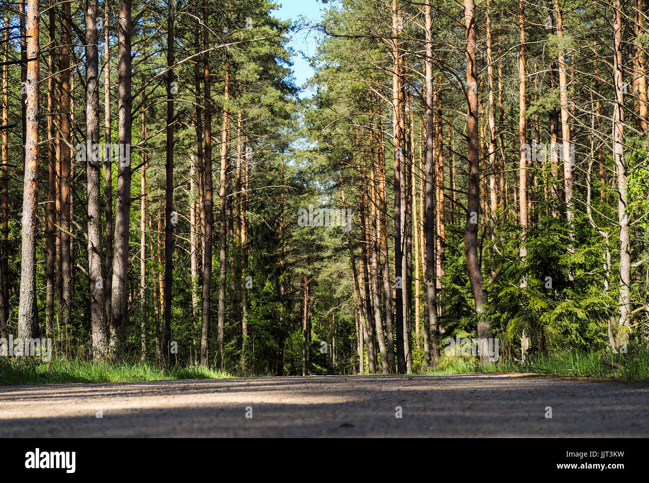 Small road leading through the forest Stock Photo - Alamy