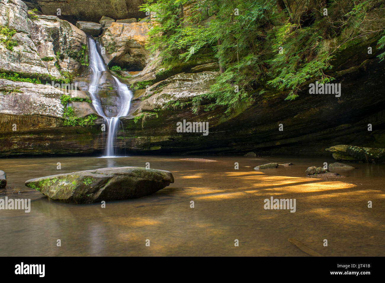 Eerie forest hi-res stock photography and images - Alamy