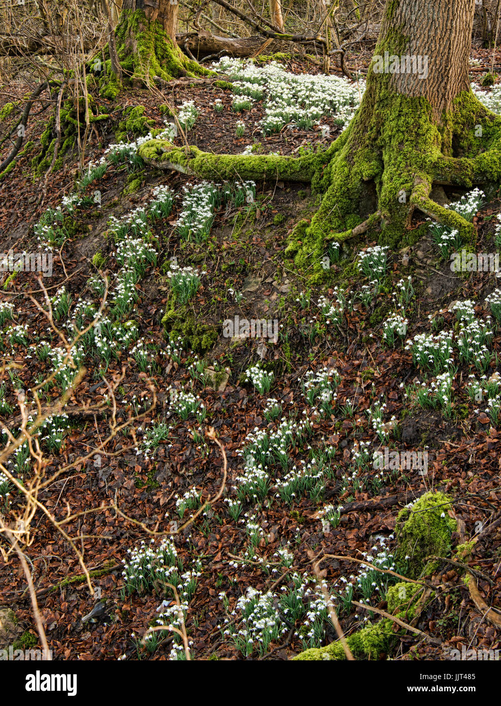 Plant harbinger of spring hi-res stock photography and images - Alamy