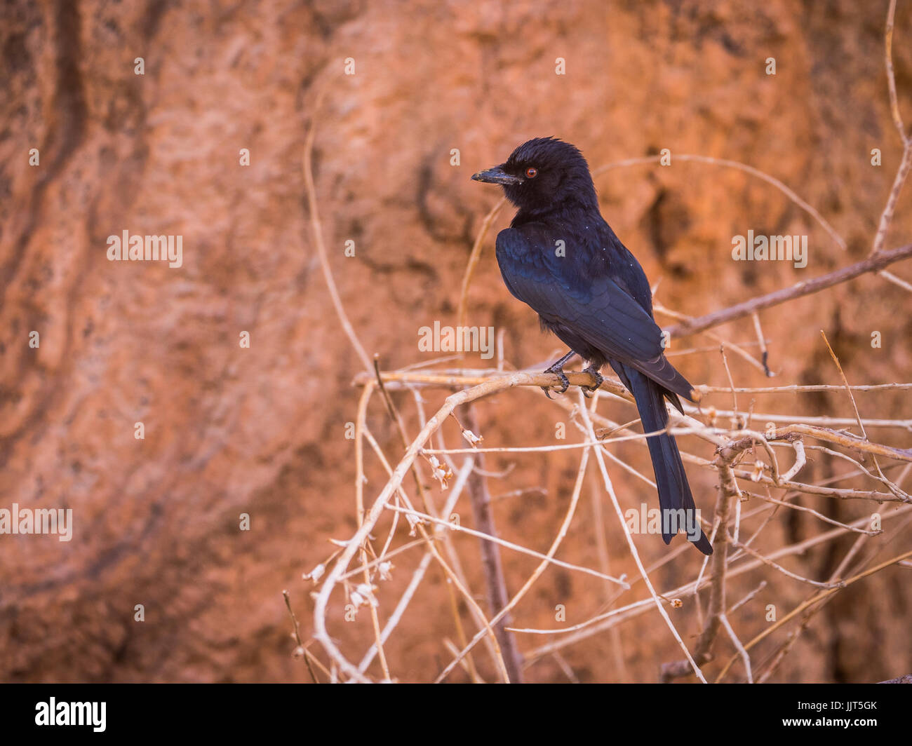 Black fork tailed drongo hi-res stock photography and images - Alamy