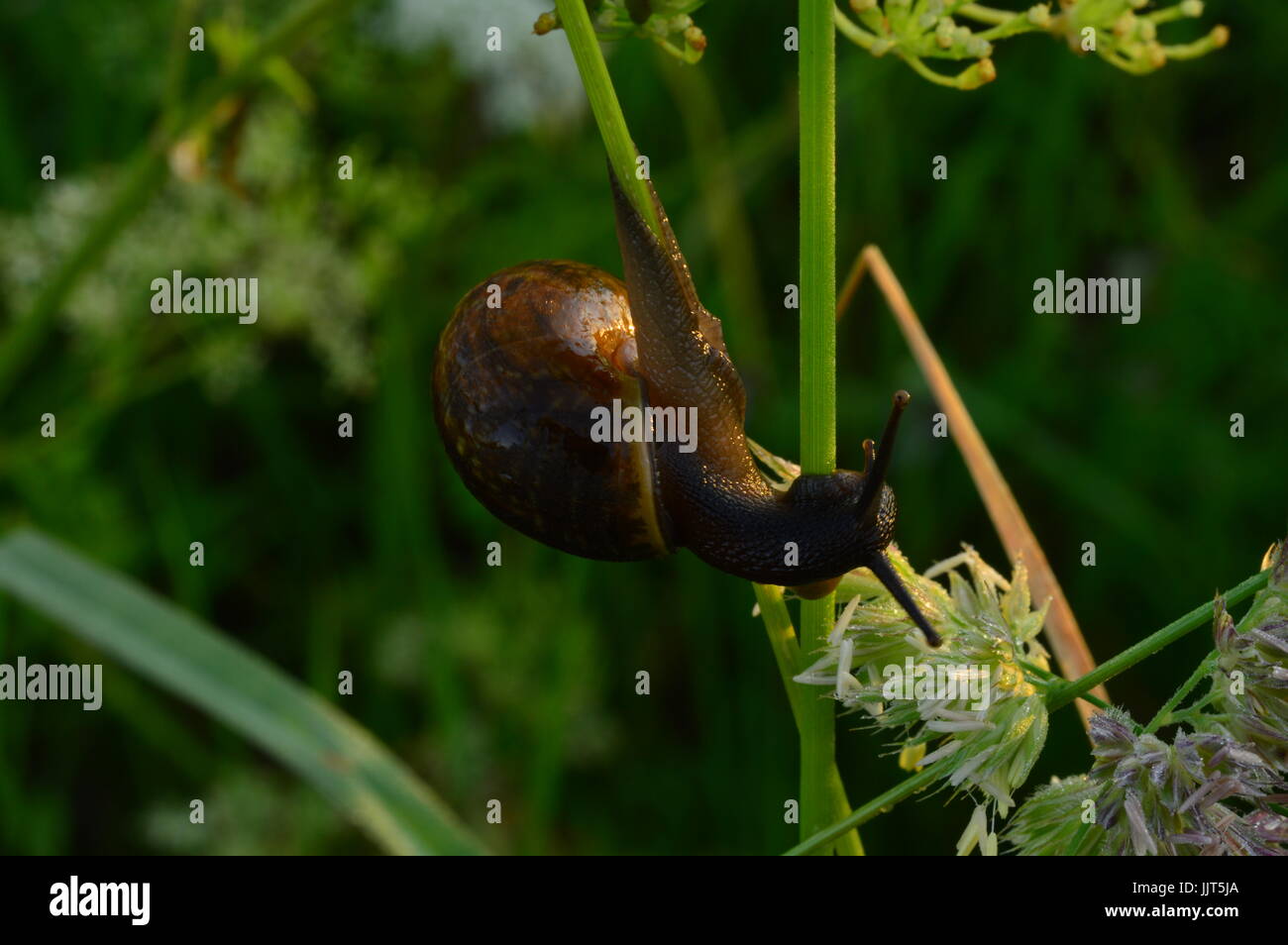 Early summer morning snail in on the green grass stems Stock Photo - Alamy