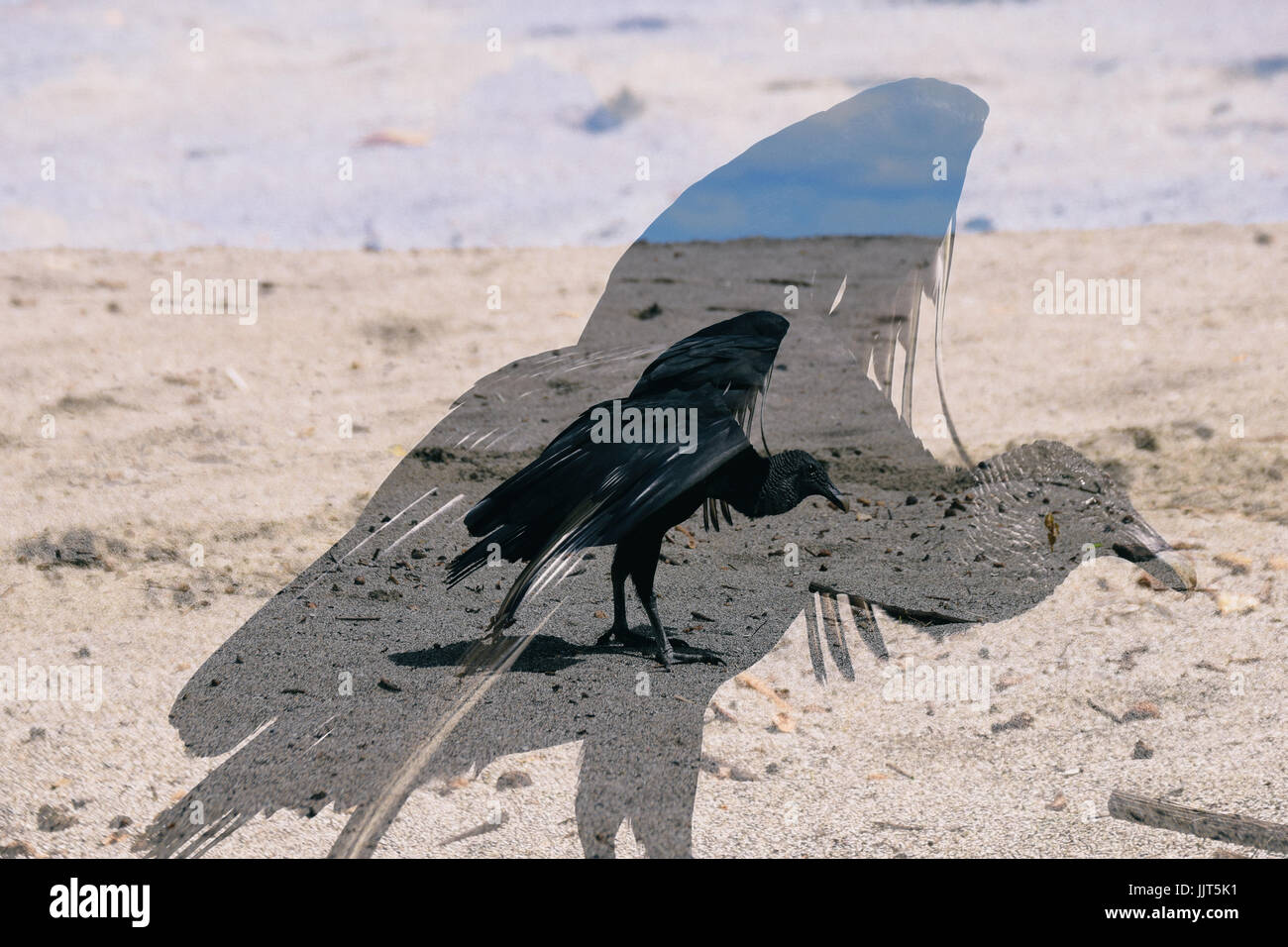Black vulture (coragyps atratus) spreading wings on the beach in Costa ...