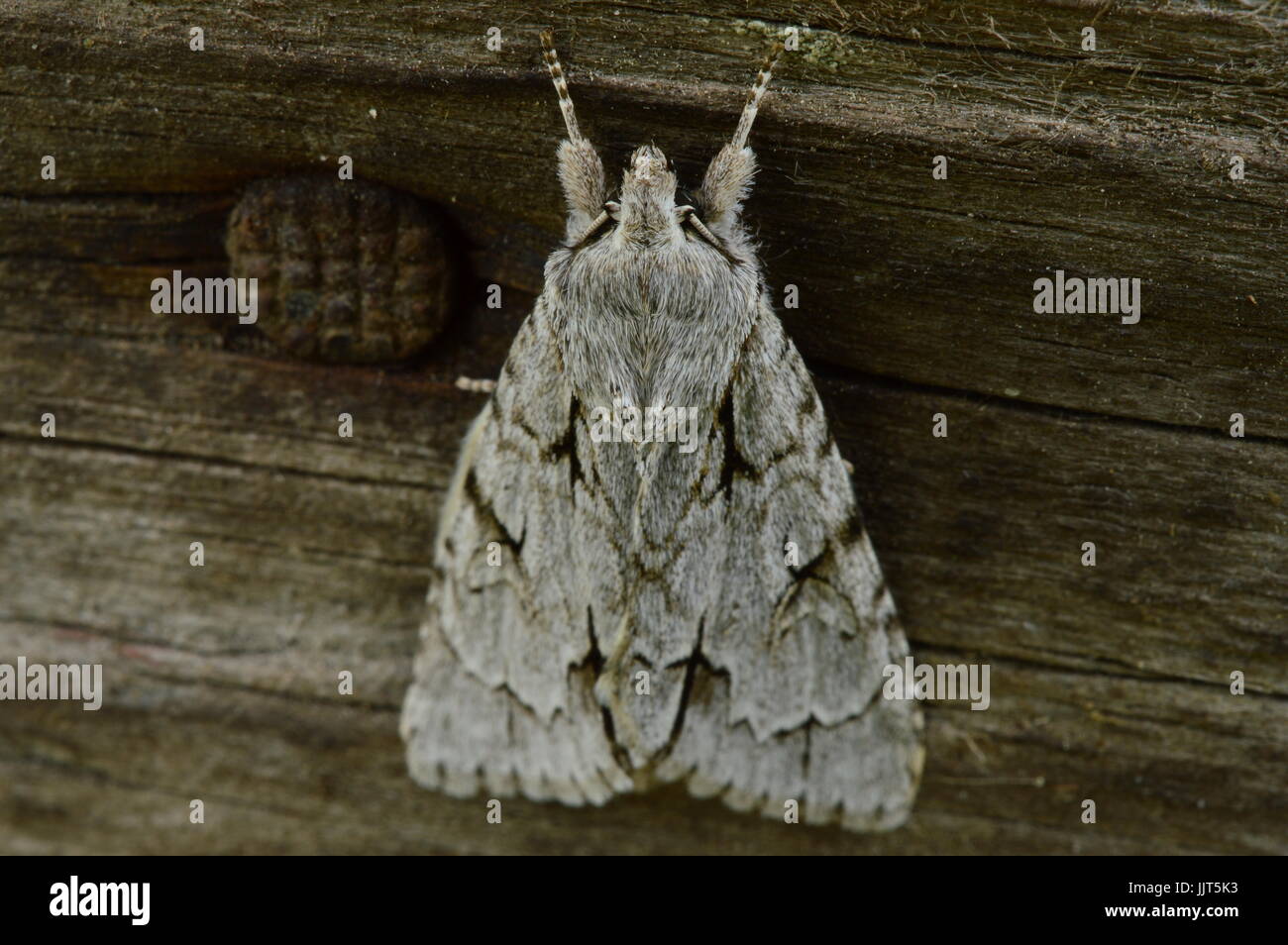 White furry butterfly on an old wooden board Stock Photo - Alamy