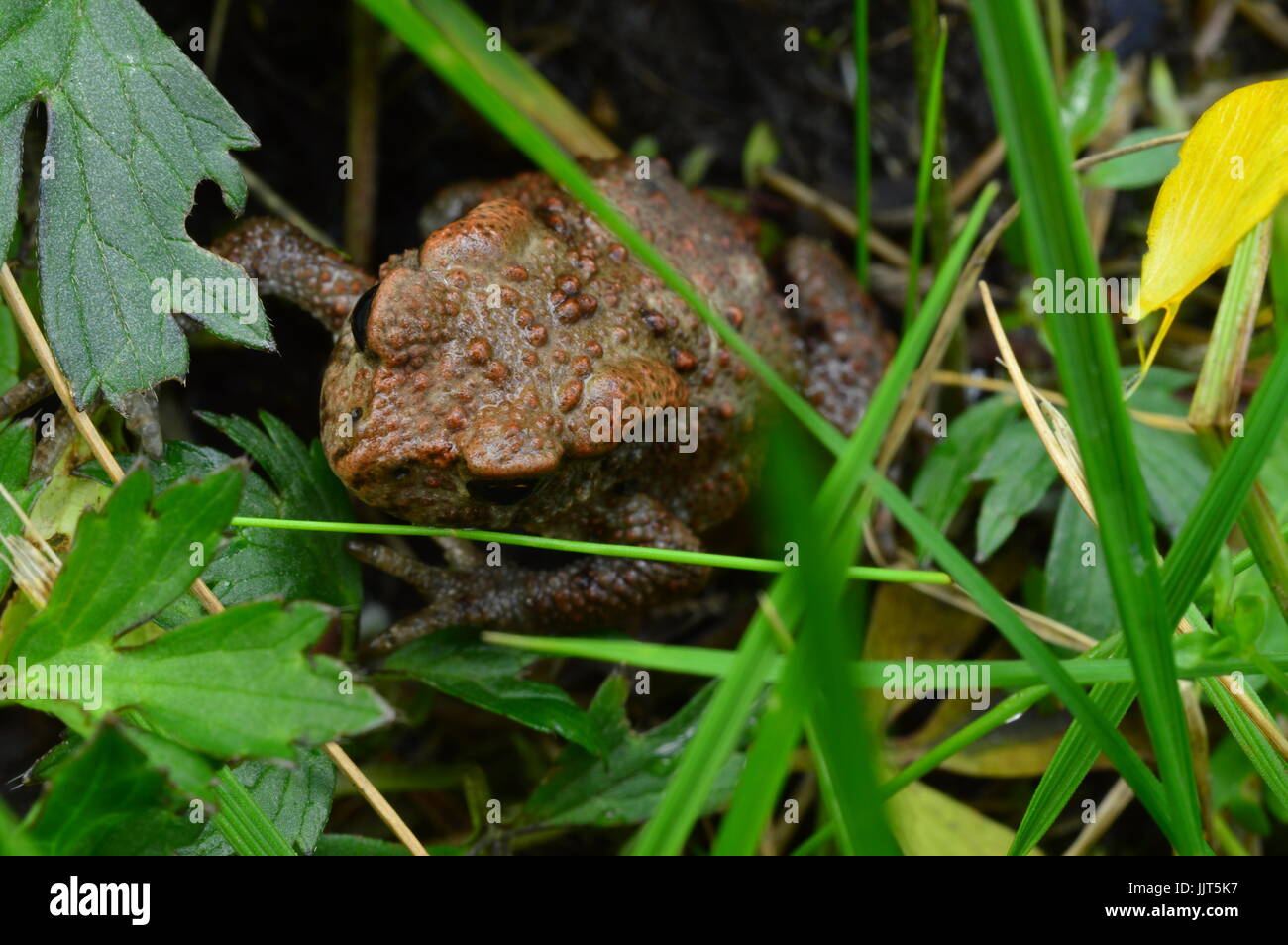 Toad staring hi-res stock photography and images - Alamy