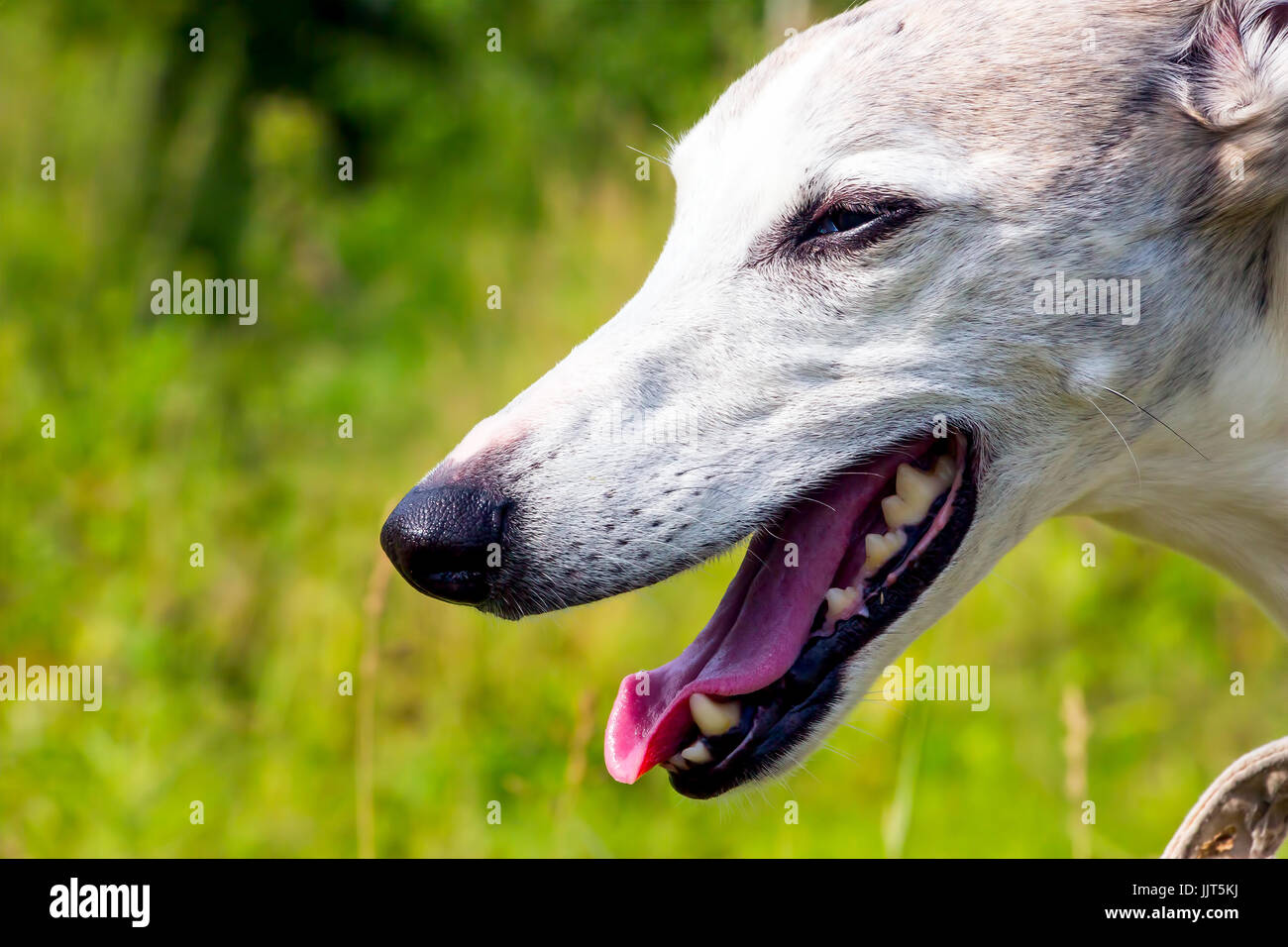 Portrait English greyhound Stock Photo - Alamy