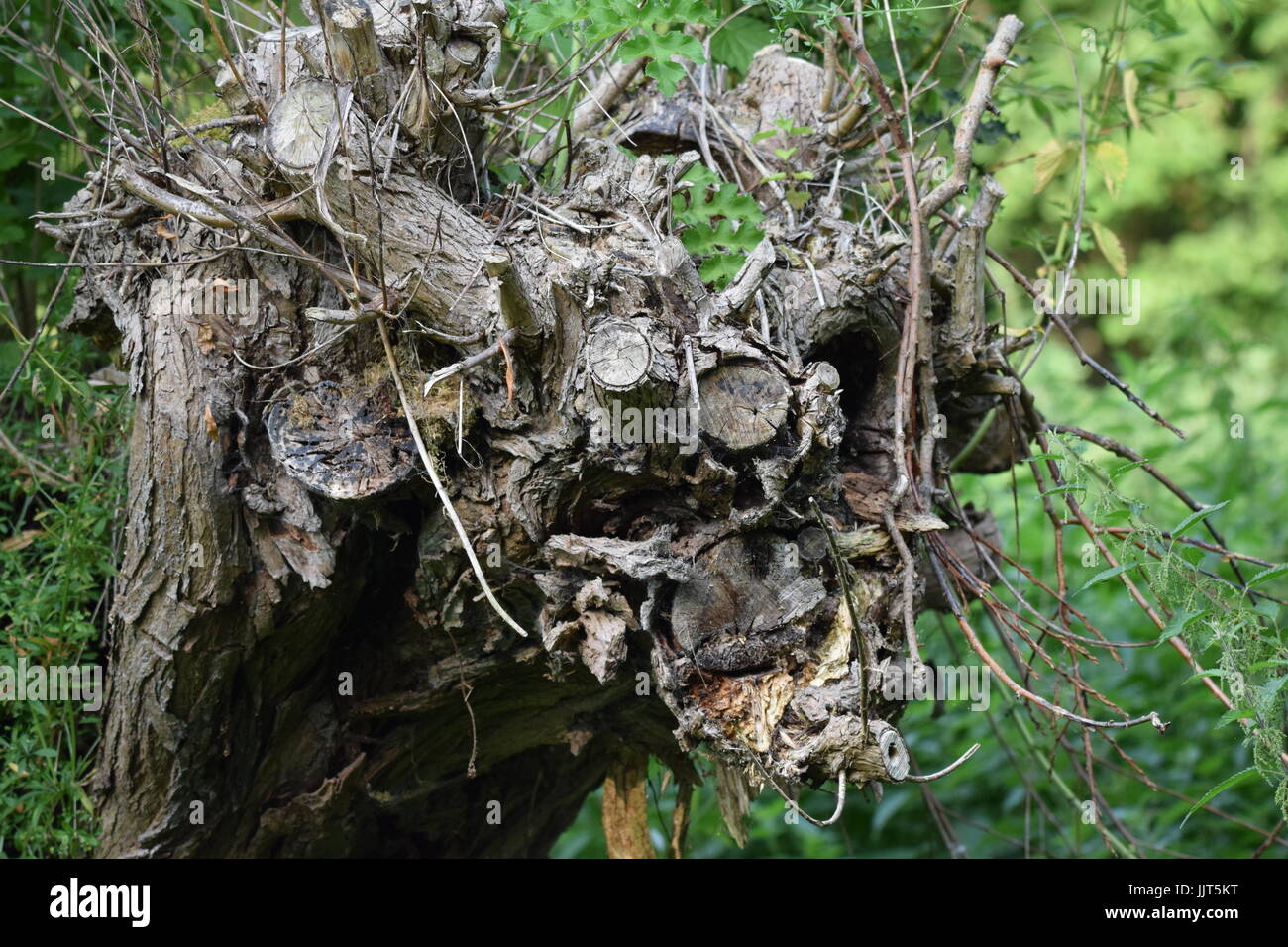 Dead tree trunk in forest with the starting of life and regrowth on the ...