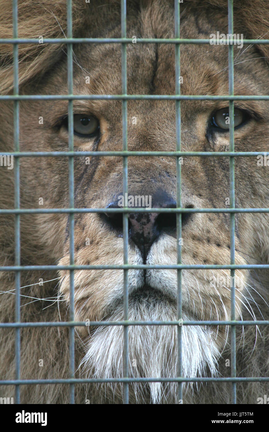African lion, Linton Zoo, Linton, Cambridgeshire, England Stock Photo ...