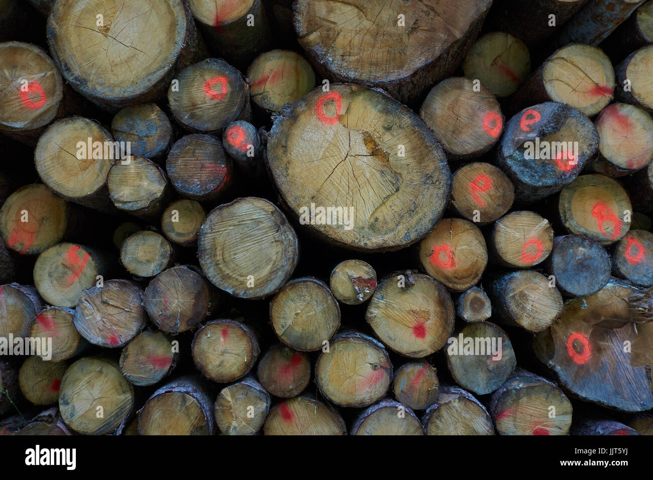 Large pile of cut tree trunks. Northern Italy Stock Photo - Alamy
