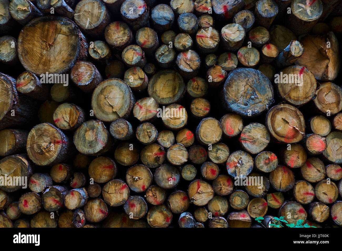 Large pile of cut tree trunks. Northern Italy Stock Photo - Alamy