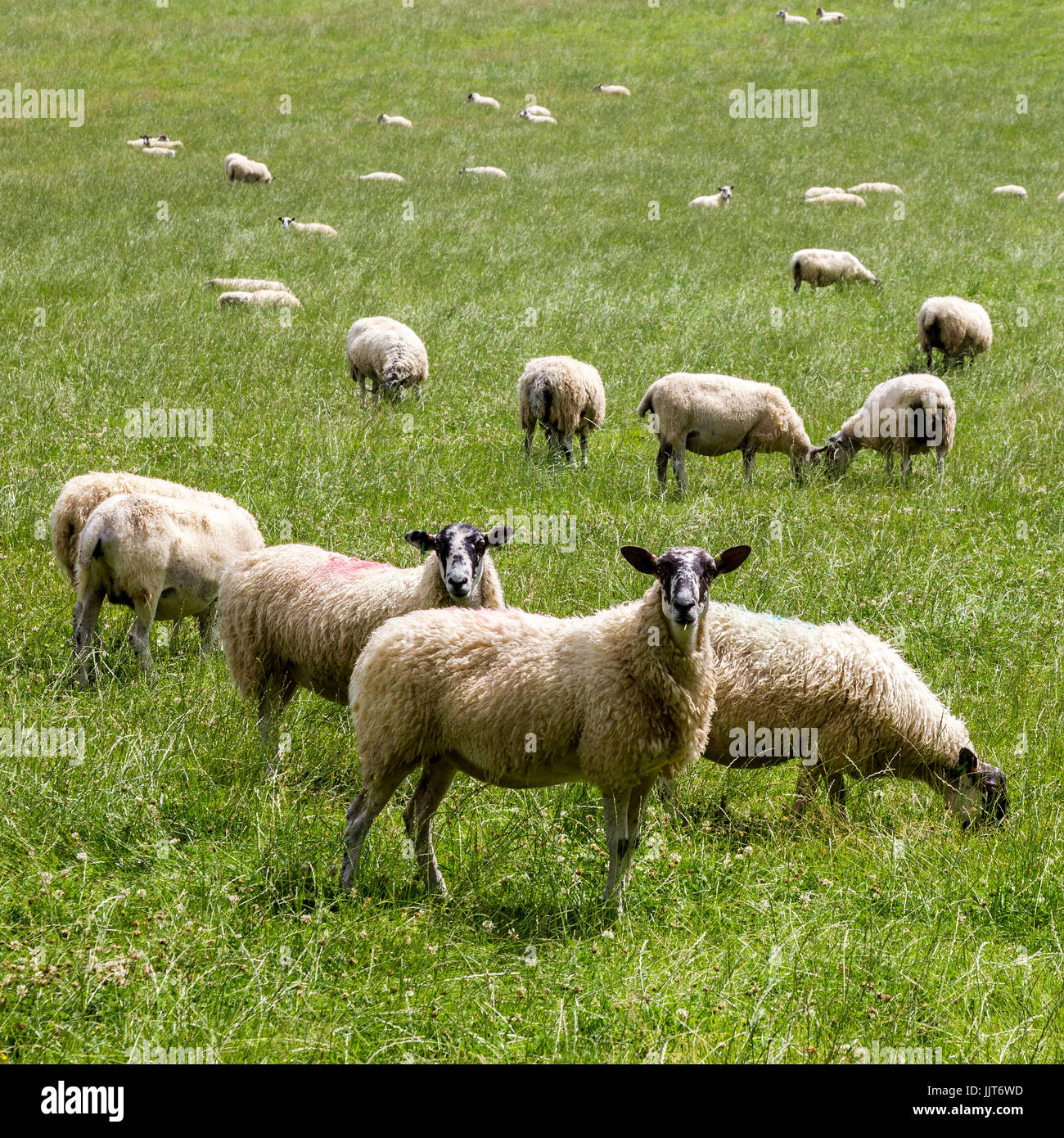Cogenhoe hi-res stock photography and images - Alamy