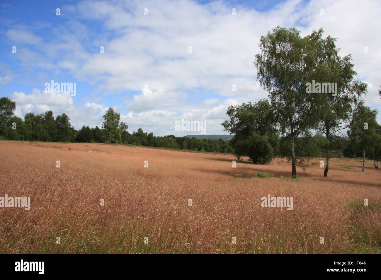 Iping common hi-res stock photography and images - Alamy