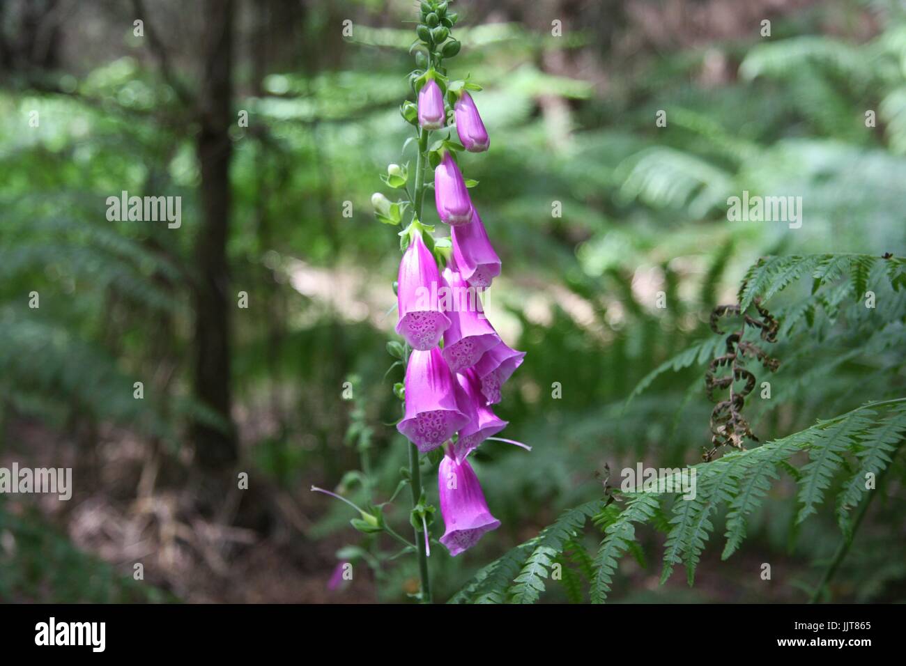 Iping west sussex hi-res stock photography and images - Alamy