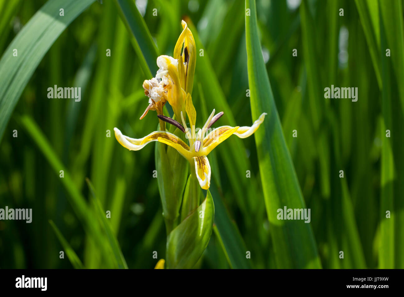 Iris spp hi-res stock photography and images - Alamy