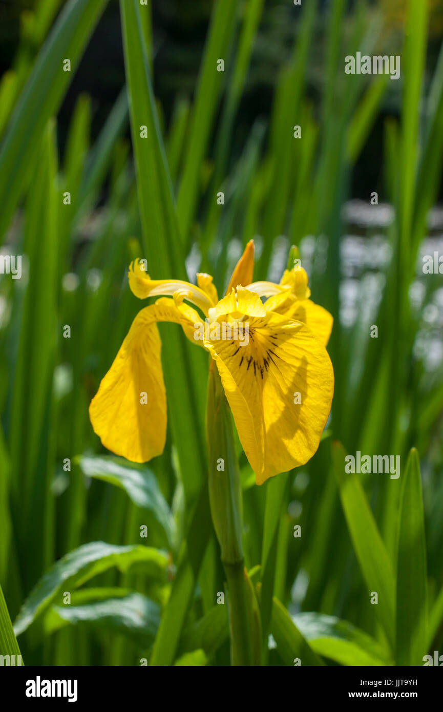 Iris spp hi-res stock photography and images - Alamy