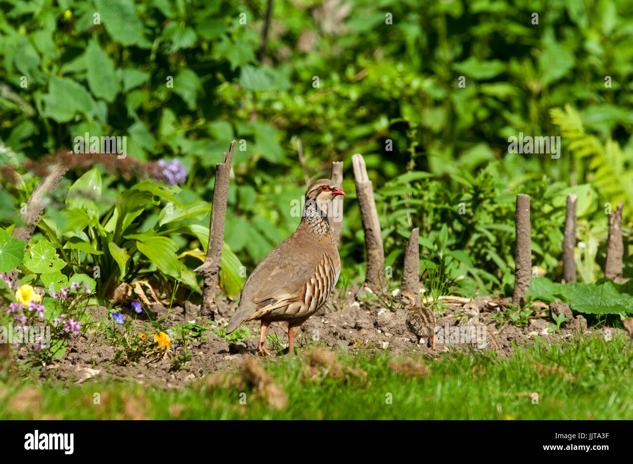 Red legged partridge isolated hi-res stock photography and images - Alamy