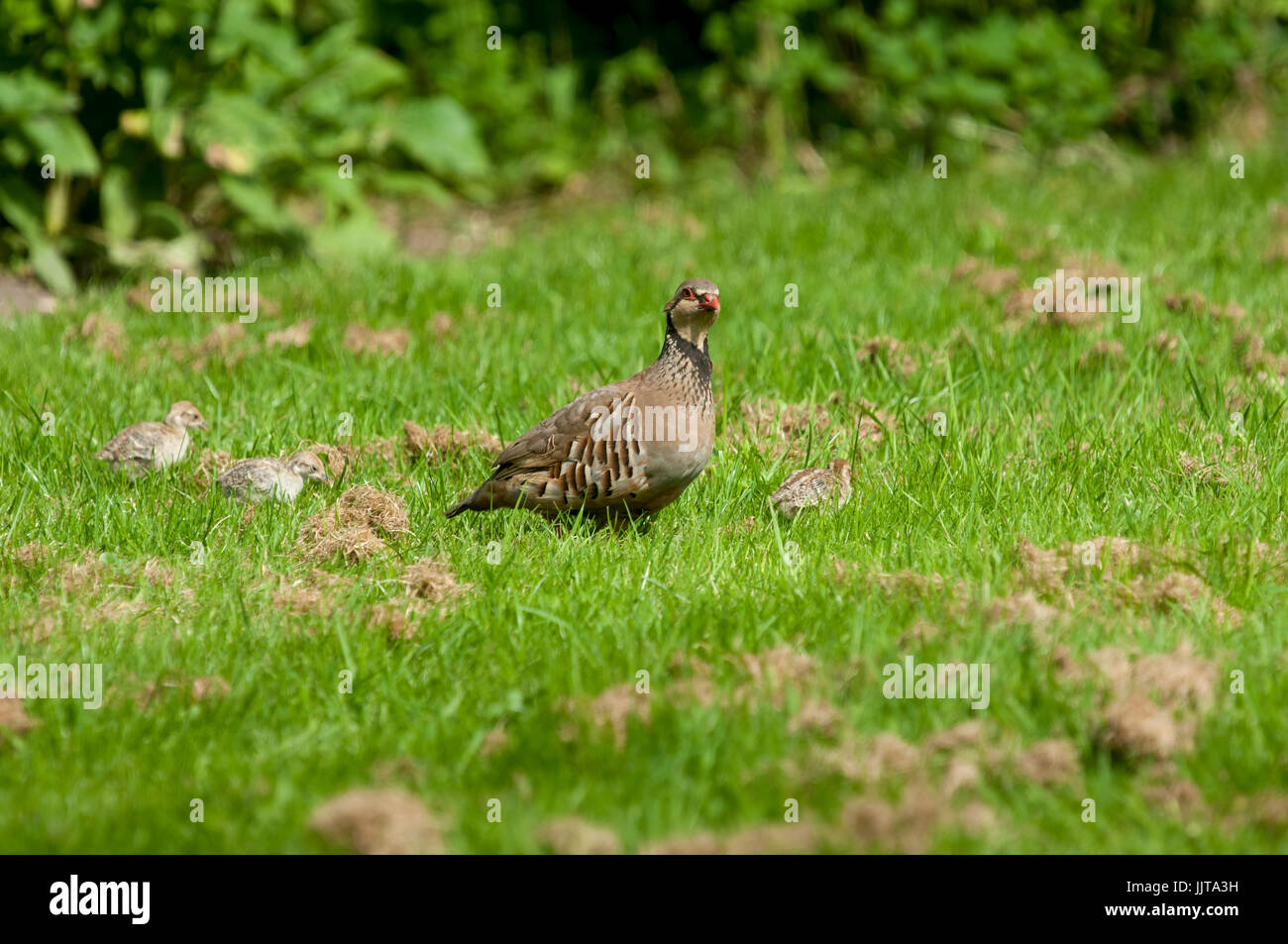 French Partridge gallico persequitur perdix female with young chicks ...