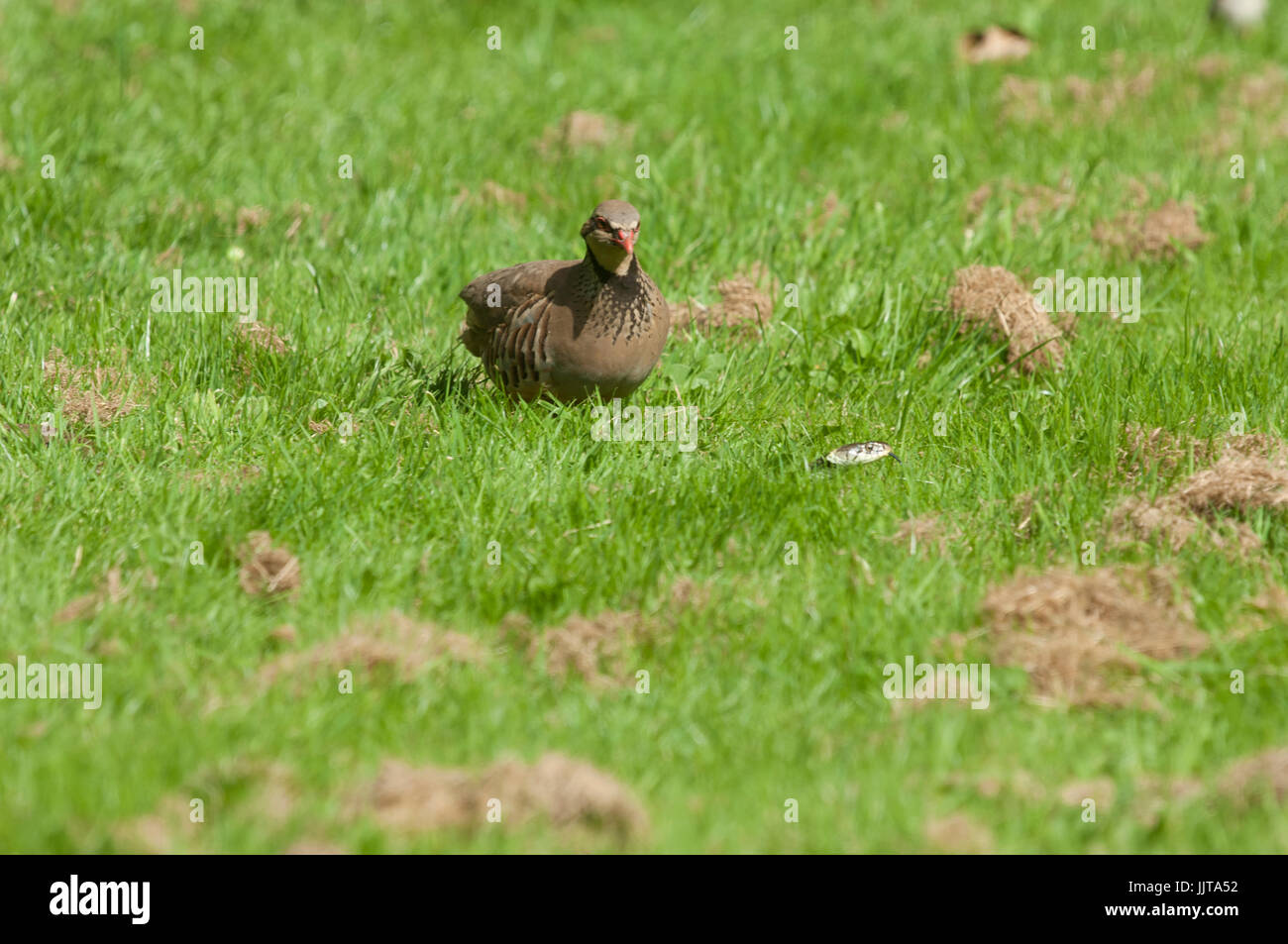 French Partridge gallico persequitur perdix female with young chicks ...