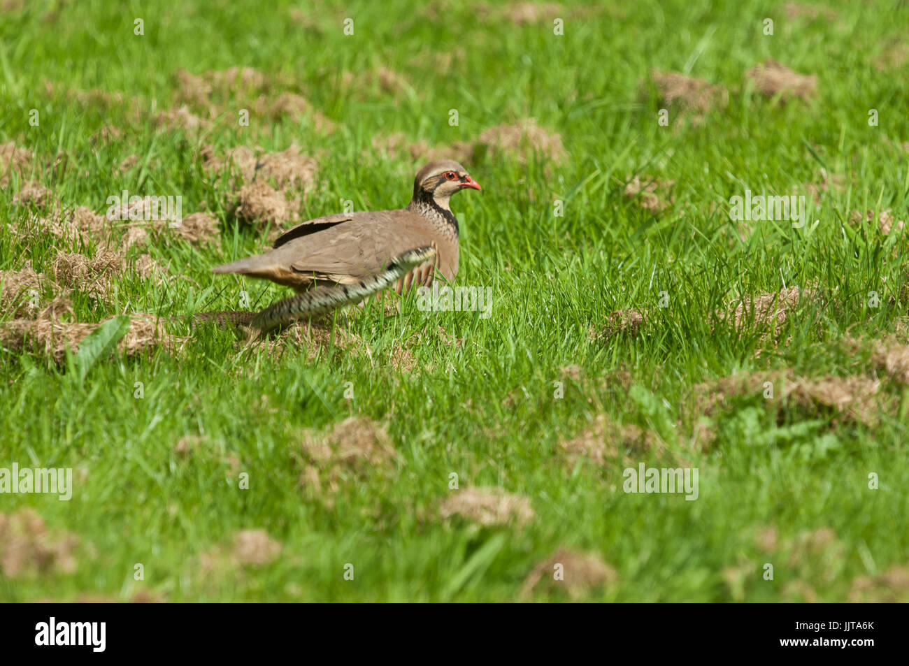 Red legged partridge isolated hi-res stock photography and images - Alamy