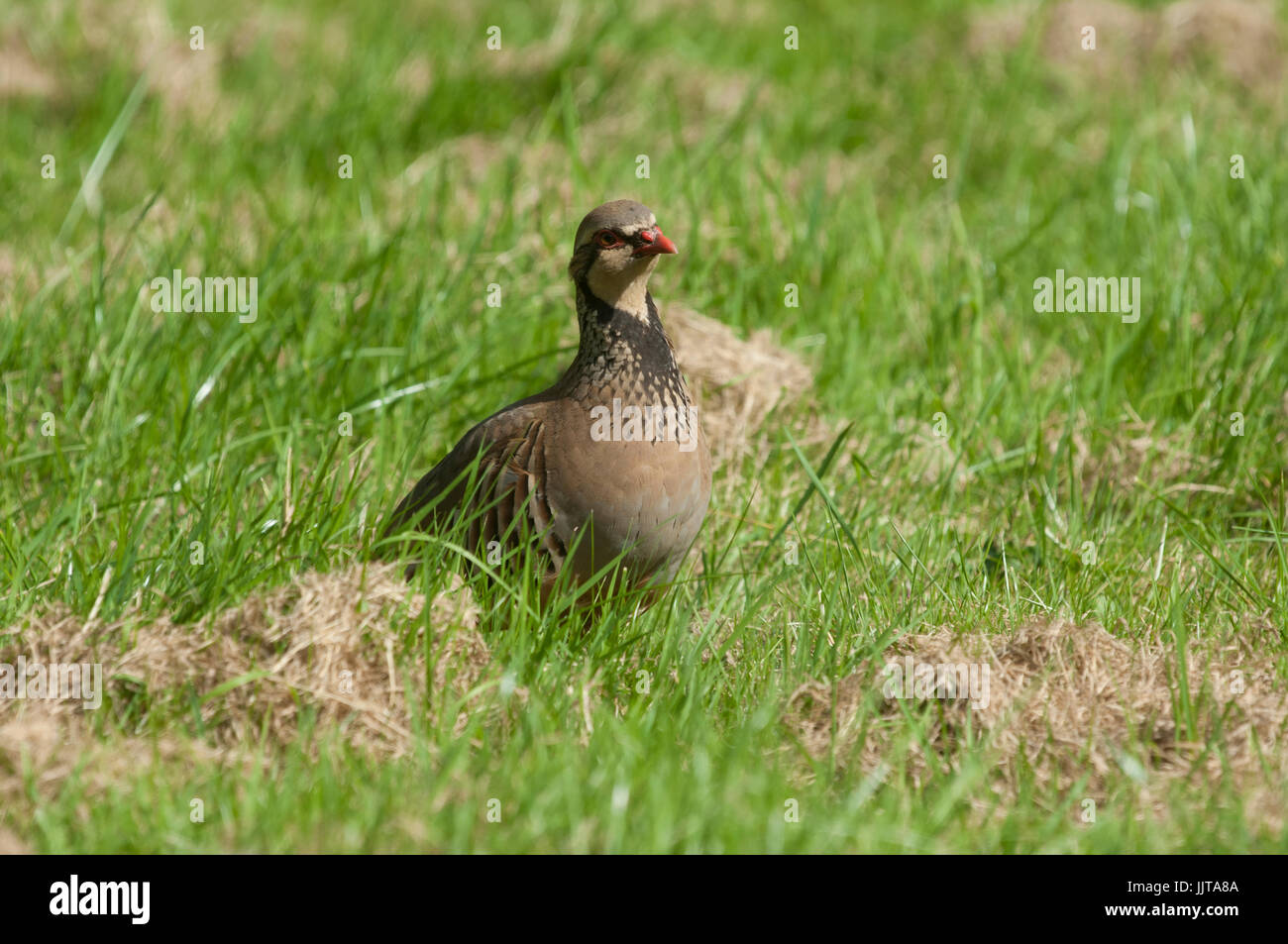 Perdix perdix isolated hi-res stock photography and images - Alamy