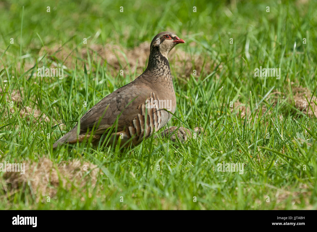 Red Legged Partridge Isolated High Resolution Stock Photography and ...