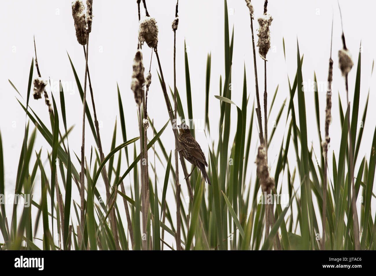 Bird on a Cattail Stock Photo - Alamy
