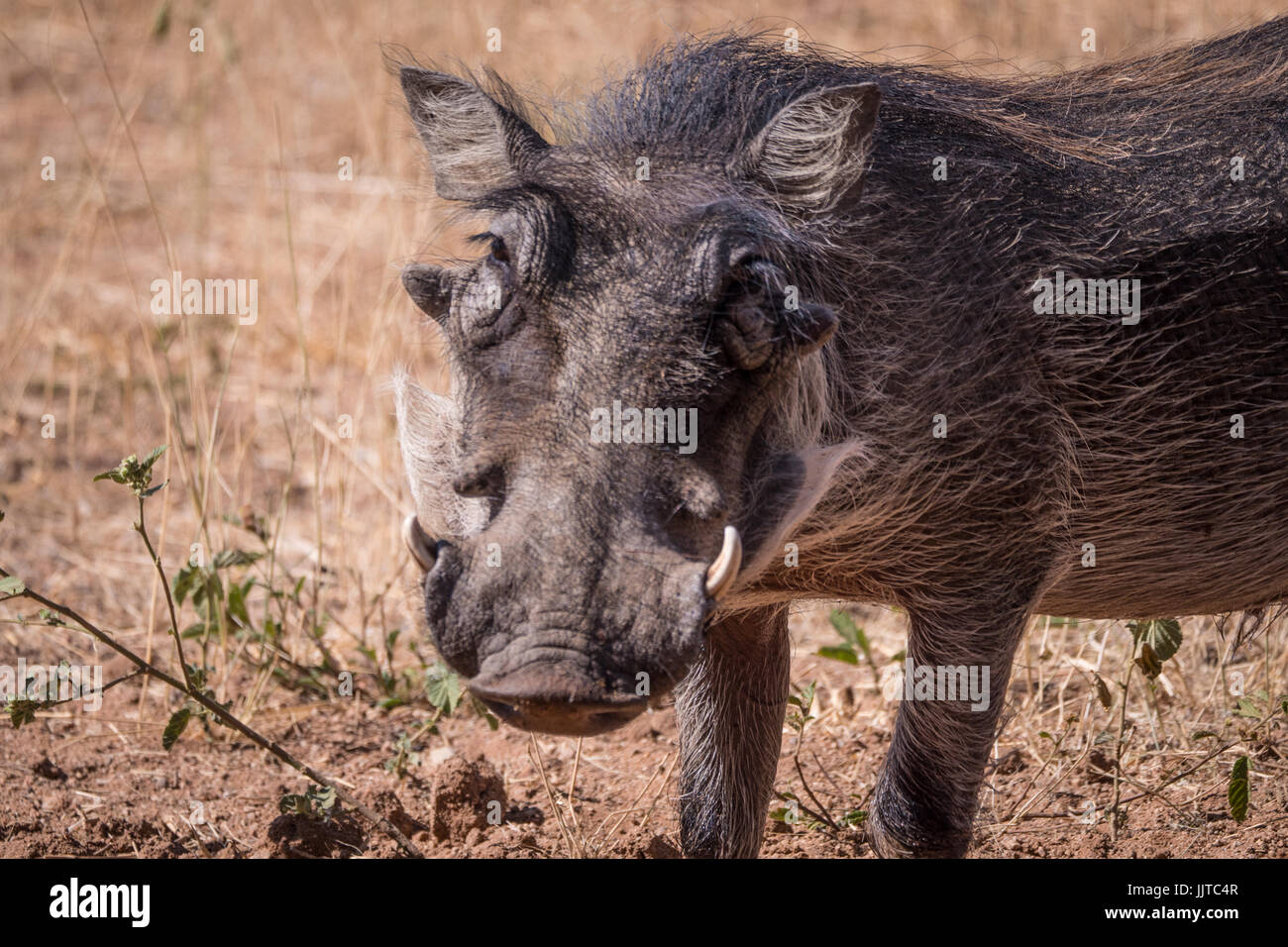 Namibia warthog travel hi-res stock photography and images - Alamy