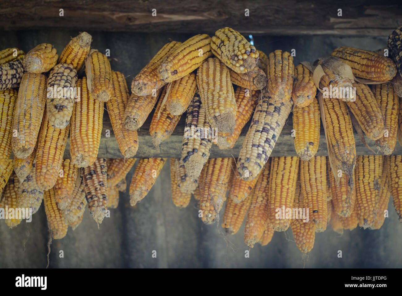 Ripe dried corn cobs hanging at the wooden house of Hmong People in ...