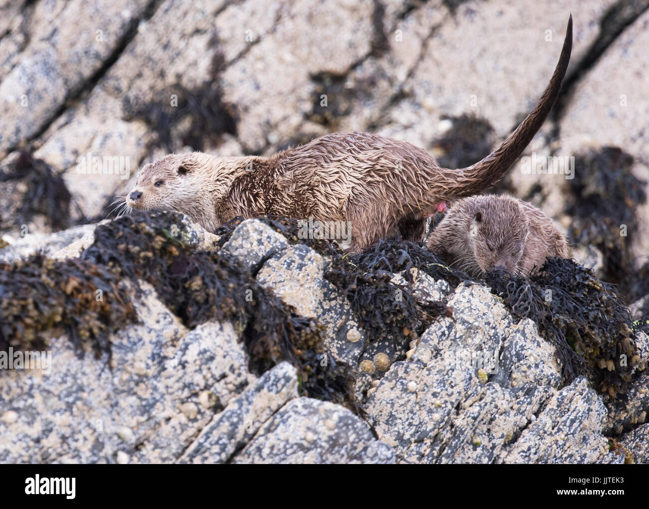 Female sea otters hi-res stock photography and images - Alamy