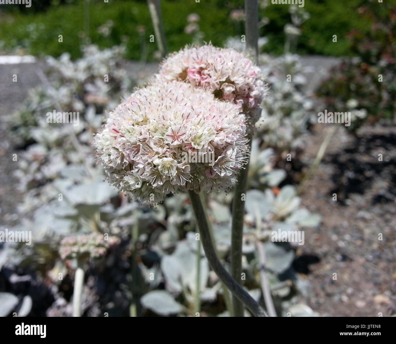 Pink Round Flower High Resolution Stock Photography and Images - Alamy