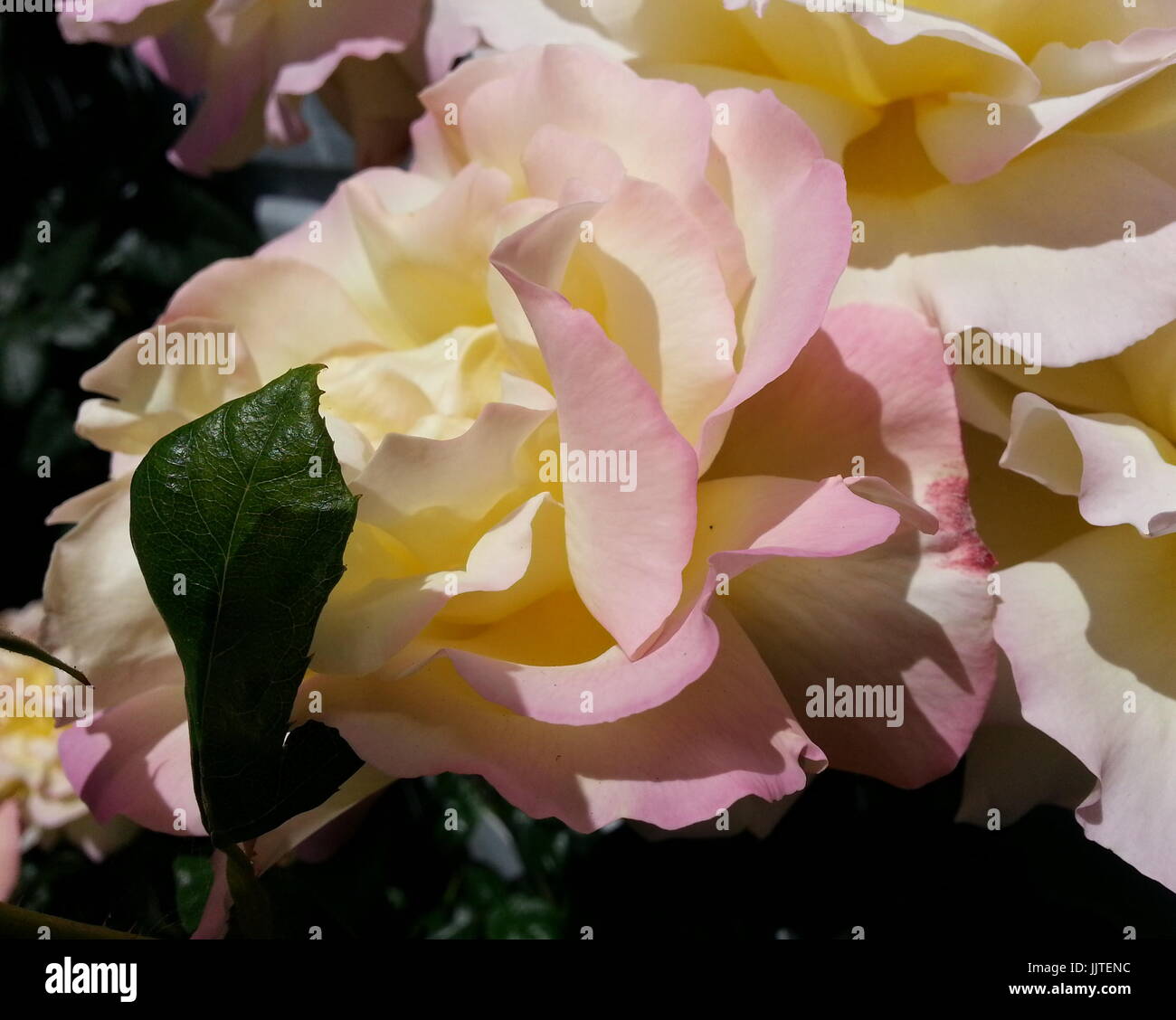 Soft pastel rose hi-res stock photography and images - Alamy