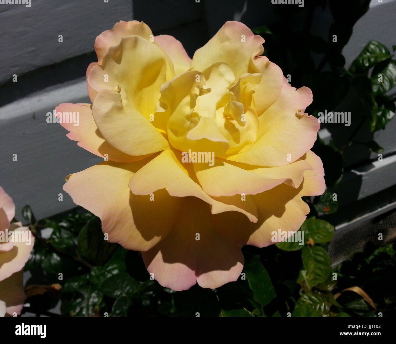 Soft Yellow and Pink Rose in Bloom Stock Photo - Alamy