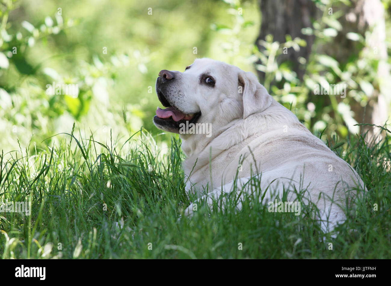 the cute yellow labrador in the park in summer Stock Photo - Alamy