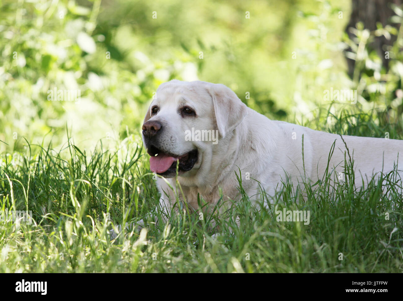 a cute yellow labrador in the park in summer Stock Photo - Alamy